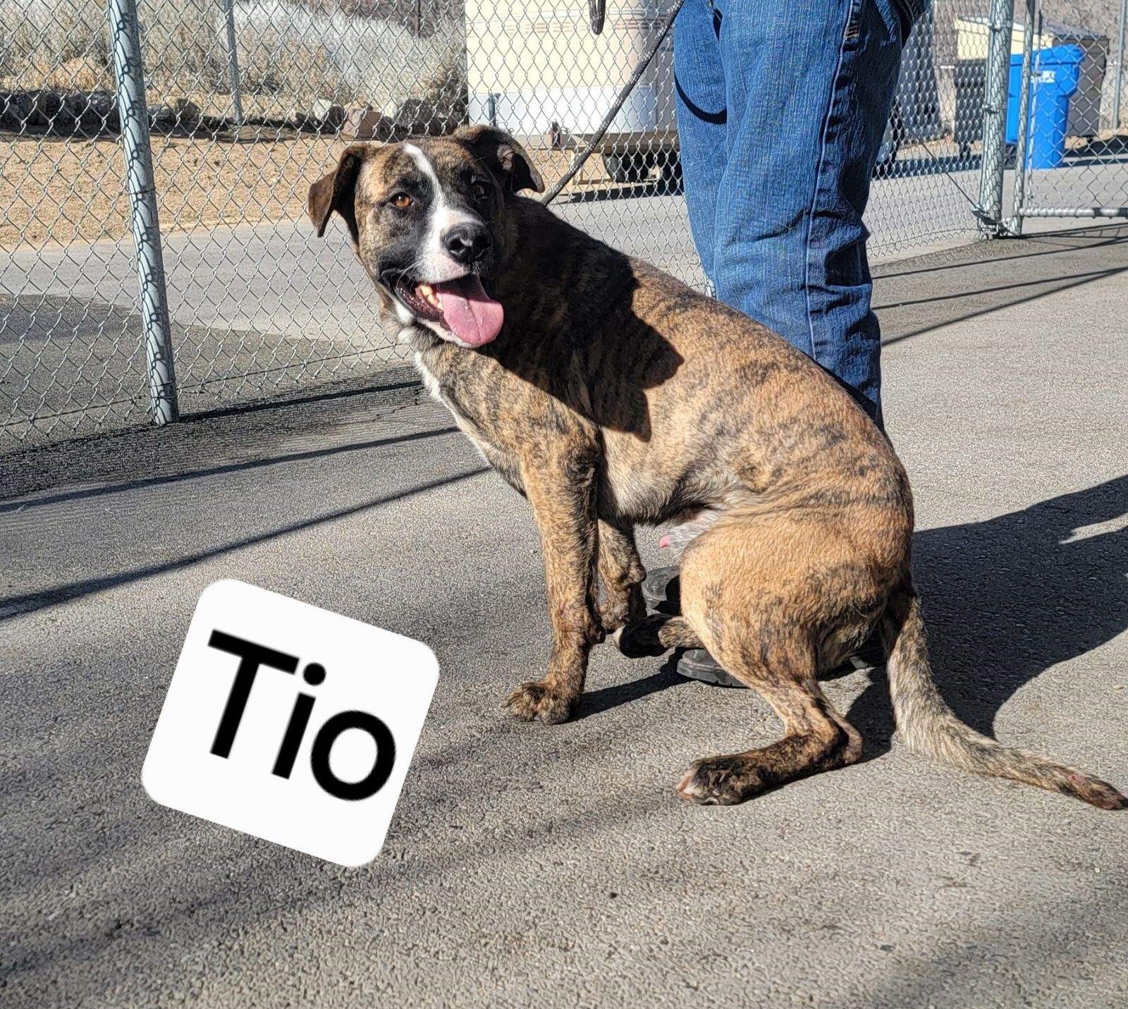 Dogs | Inyo County California